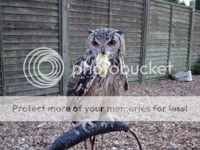 Harris hawk | Reptile Forums