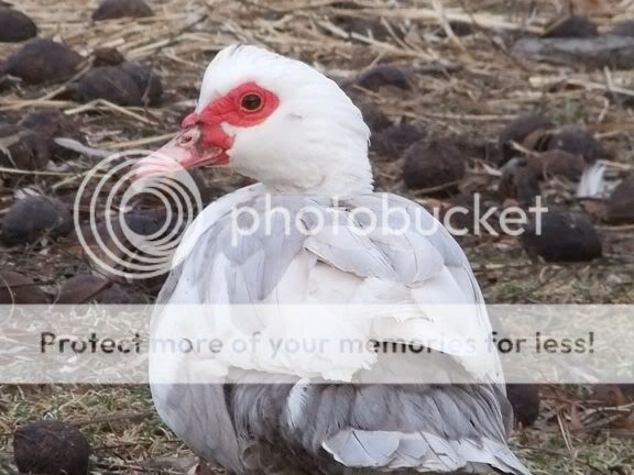 Muscovy experts- what color? | Homesteading Forum