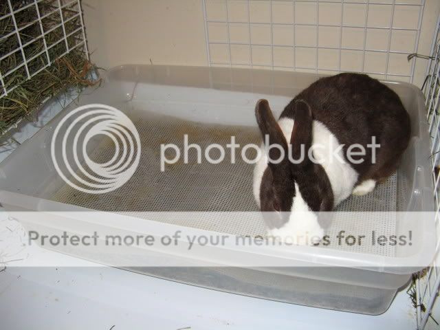 Litter Box w/Grate Idea | Rabbits Online Pet Rabbit & Bunny Forum