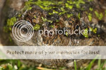 Snapping Turtle and Leech Photographs | Kozmic Dreams Blog