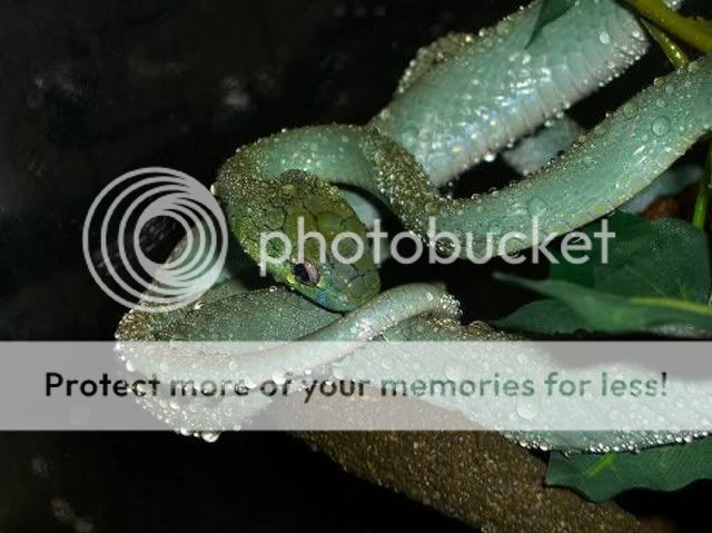 CB09 Female Boiga cyanea - Green Cat-eyed Snake | Reptile Forums