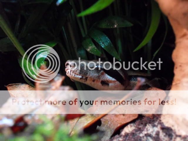 New Pastel BCI in Naturalistic viv | Reptile Forums