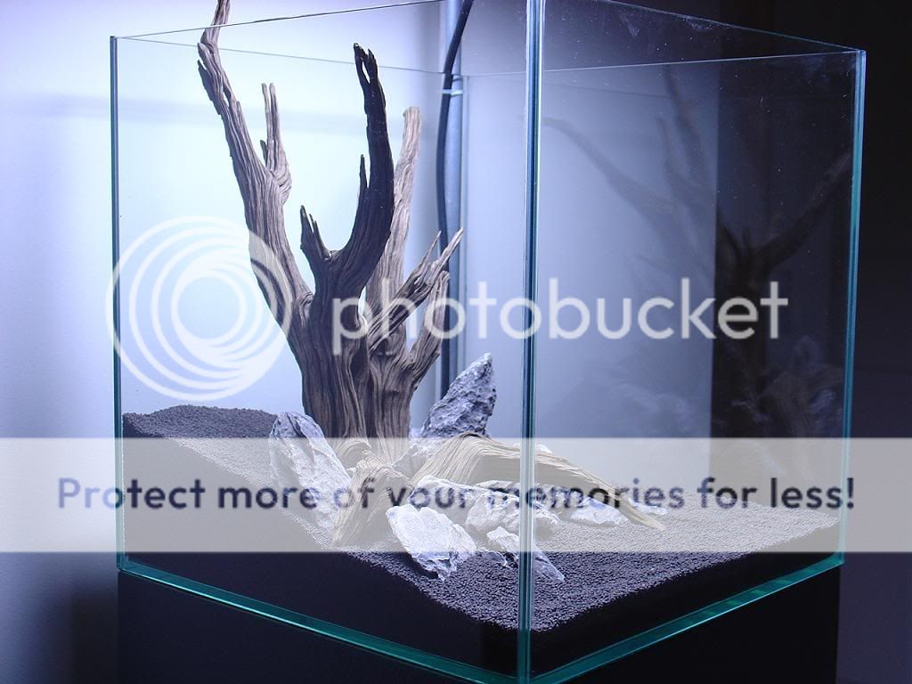 30cm Nano Cube Journal - **24/12 Update - 45 days** | The Planted Tank ...