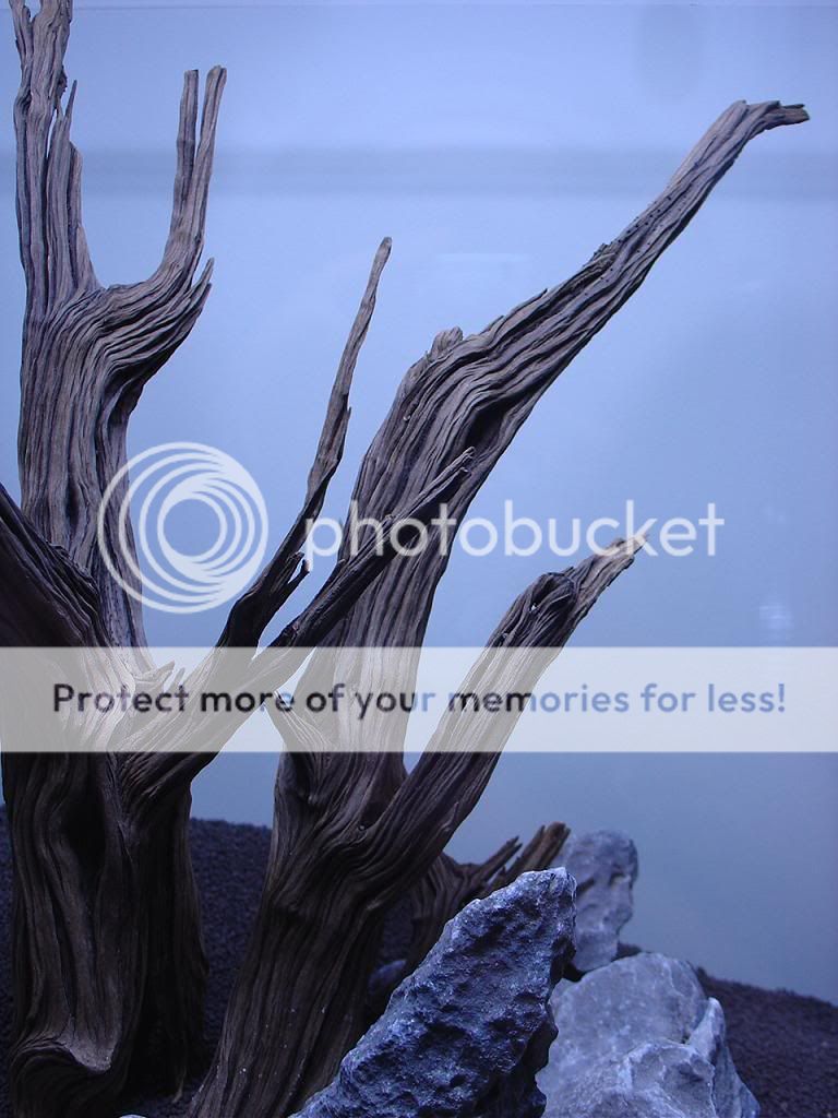 30cm Nano Cube Journal - **24/12 Update - 45 days** | The Planted Tank ...